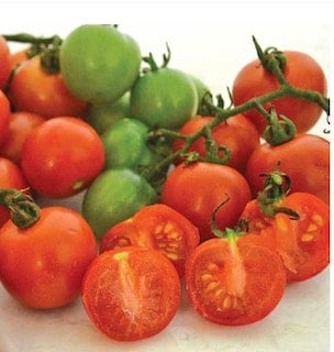 Tommy Toe Cherry - TOP TEN #10 | The Tomato Man's Daughter