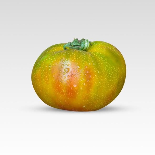 Captain Lucky | The Tomato Man's Daughter