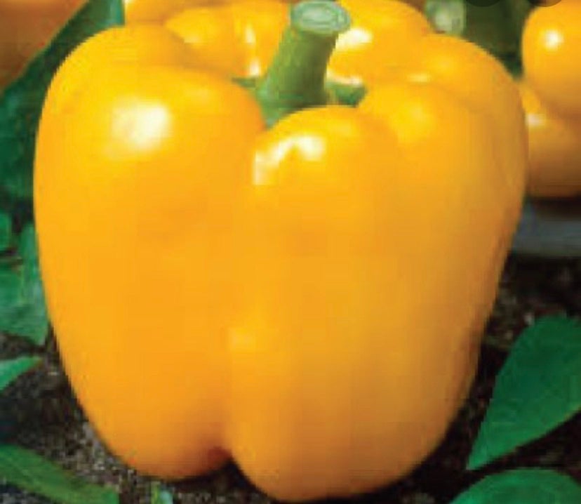 Golden Cal Wonder Bell Pepper | The Tomato Man's Daughter