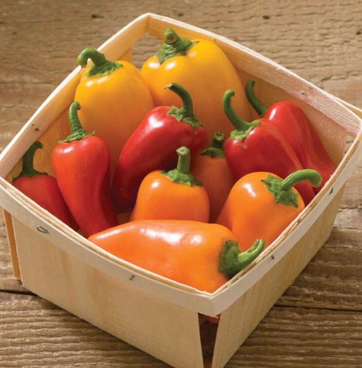 Lunchbox Red Sweet Pepper | The Tomato Man's Daughter
